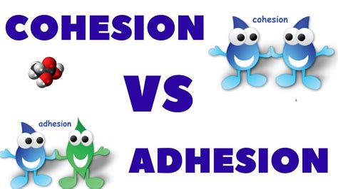 Cohesion Vs Adhesion Google Search Stem Activities Su Vrogue Co