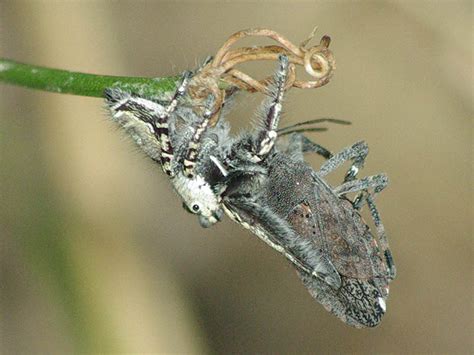 Jumping Spider Stink Bug Munch Dfw Urban Wildlife