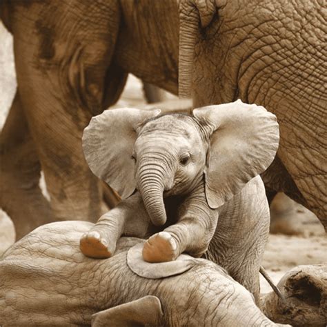 Cutie Pie St Giles Hospice