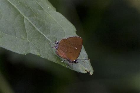 Ahmetia Achaja Achaja Siamese Onyx ผีเสื้อม่วงสยาม