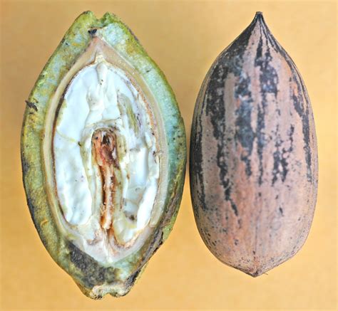 Northern Pecans Giles Pecan Kernel Fill