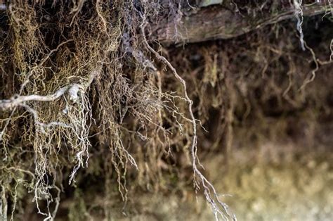 Benefits Of Deep Root Fertilizer For Trees