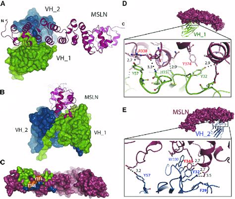 Structure Of Msln 3c9 Complex Determined By Crystallography A Msln