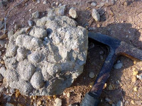 Oolithes Pisolites Oncolites Roche Et Pétrographie Géoforum