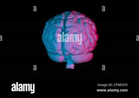 Cyclically Rotating Computer Model Of The Human Brain Animation With