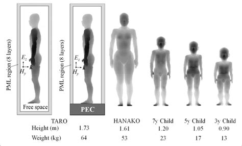 Numerical Human Models Used In Simulations Shading Color Indicates Download Scientific