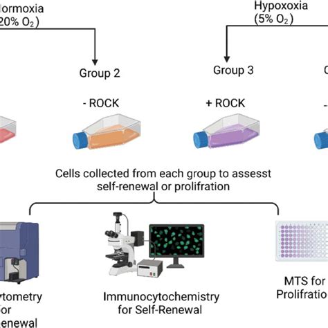 Schematic Illustration Of Experiment Design Single Cells Grown Under Download Scientific