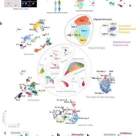 Variation With Age And Sex In Oligodendroglia A Beeswarm Plots Showing Download Scientific