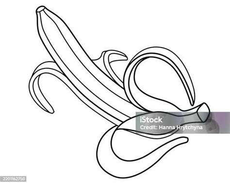 바나나는 껍질을 벗기고 엽니다 잘 익은 껍질을 벗긴 바나나 열대 과일 벡터 선형 0명에 대한 스톡 벡터 아트 및 기타 이미지 0명 건강한 생활방식 건강한 식생활