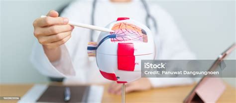 돋보기가 있는 인간의 눈 해부학 모델을 가진 의사 안구 질환 굴절 이상 연령 관련 황반 변성 백내장 당뇨병 성 망막 병증 녹내장 약시 사시 및 건강 황반변성에 대한 스톡