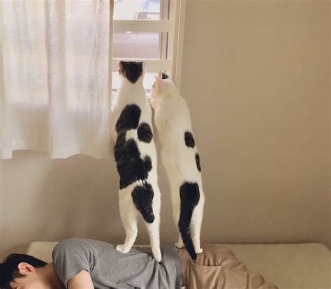 人は猫の下僕！？飼い主を踏み台にして外を眺めるニャンコの姿が話題に