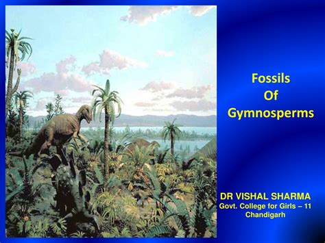 Ppt Fossils Of Gymnosperms Powerpoint Presentation Free Download Id 9420718