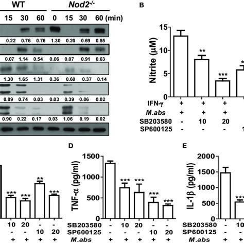 Nucleotide Binding Oligomerization Domain 2 Nod2 Controls Bacterial Download Scientific