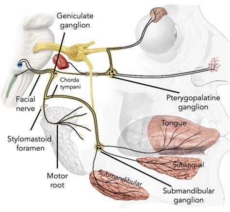Superficial Face And Scalp Flashcards Quizlet