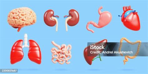 해부학 인체 내부 장기 의료 아이콘 렌더링의 3d 세트 현실적인 뇌 폐 심장 신장 간 위 결장 대장과 소장이 파란색 배경에 고립 되어 있습니다 3차원 형태에 대한 스톡 사진