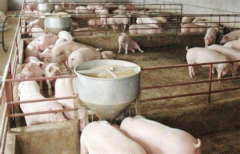 如何均衡搭配饲料才能让生猪充分吸收营养