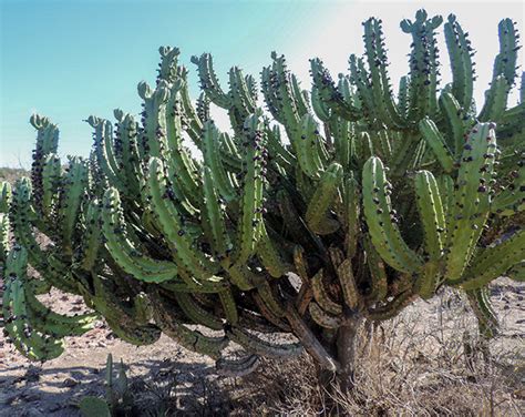 El Garambullo Una Fruta Mexicana Nutritiva Y Saludable Brunoticias