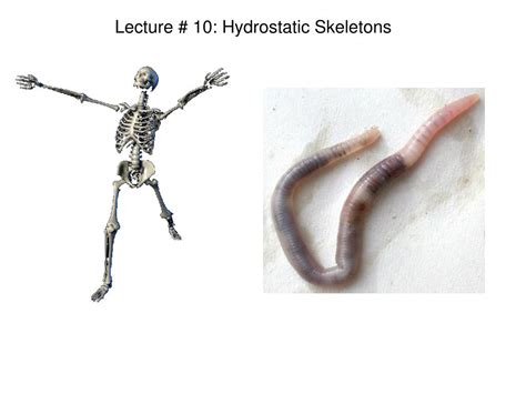 Hydrostatic Skeleton Diagram