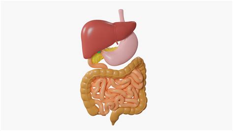 Human Digestive System Cartoon Color 3d Model Turbosquid 1906702