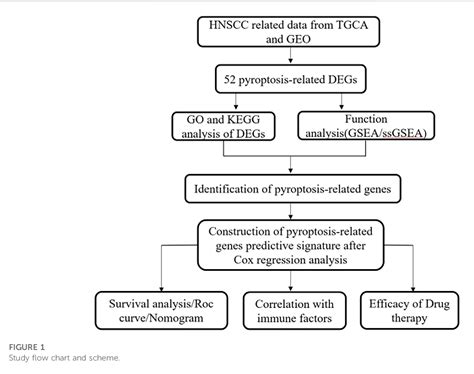 Figure 1 From Developing A Pyroptosis Related Gene Signature To Better Predict The Prognosis And