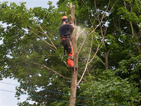 Expert Tree Removal Services In Chicagoland Tree Barber