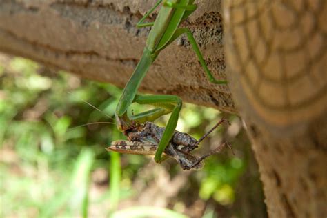 バッタを捕食するカマキリ Geekなぺーじ