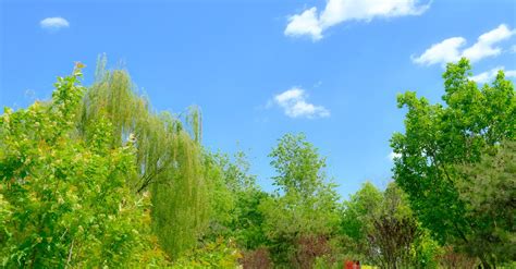 집 밖의 가벼운 건강한 경치 경치가 좋은 계절 고요한 공원 구름 그림 같은 나무 나무 캐노피 나뭇잎 녹지 단풍나무 동상 로우앵글 샷 맑은