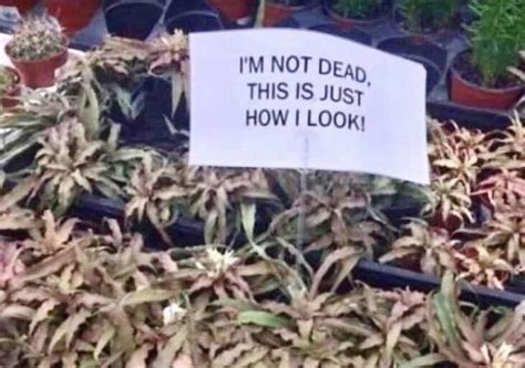 Me Too Plant Me Too Album On Imgur