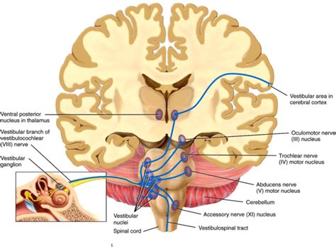 3 Ascending And Descending Pathways Of The Vestibular System