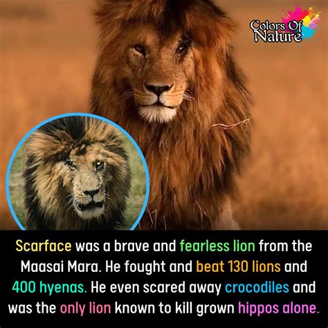 Colors Scarface Was An Incredible Lion Who Lived In The Maasai Mara