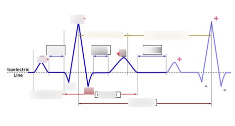 Diagram Of Ecg Graph Quizlet
