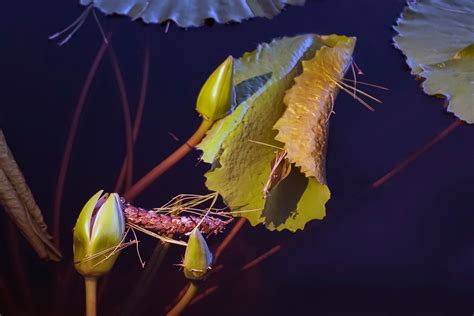 Lily 1 Michael Samuelson Photography