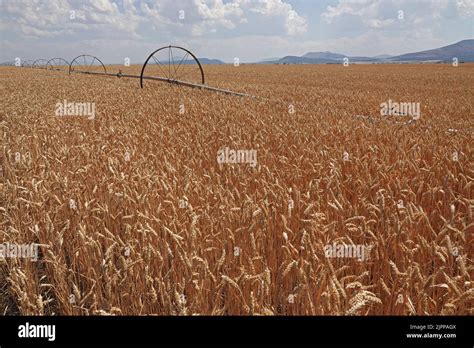 A Ripe Wheat Field Turned Brown By The Sun And Watered By A Movable