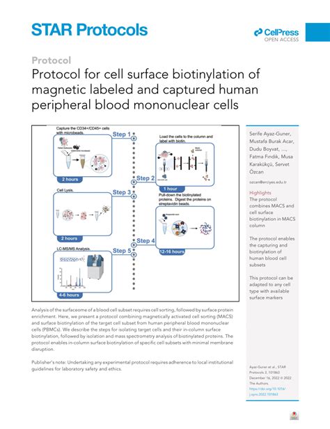 Pdf Protocol For Cell Surface Biotinylation Of Magnetic Labeled And