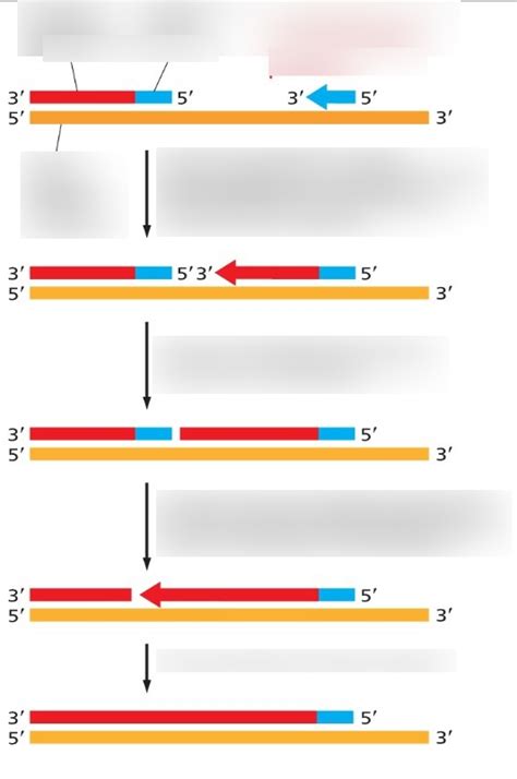 Iupui Cell Bio Test 2 Diagram 28 Diagram Quizlet