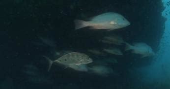 Ocean Object Detection Object Detection Dataset And Pre Trained Model By Kansas State University