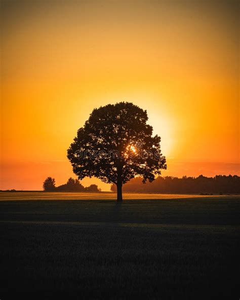 Growing Tree In Field During Sunset Stock Photo Image Of Vivid Yellow