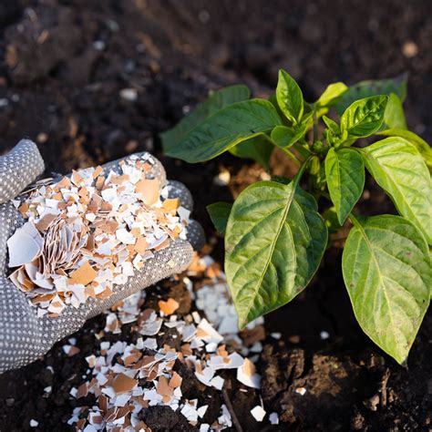 Using Egg Shells Correctly Archives Simple Garden Life