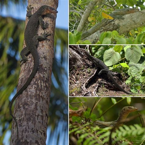 Species New To Science Herpetology • 2020 Varanus Bennetti And V