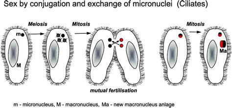 Sex By Conjugation And Exchange Of Micronuclei Modified After Jonsson