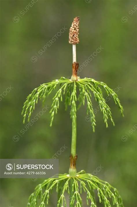 Deu 2009 Wood Horsetail Equisetum Sylvaticum Sporangiophore At The