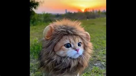 고양이 전용 사자탈 Feat 라이온캣🦁 Youtube