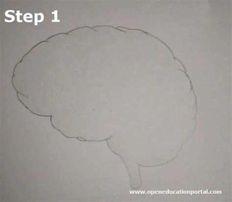 How To Draw Human Brain Step By Step Guide For Brain Drawing
