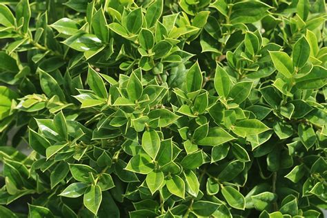 Buy Carissa Holly Shrub Compact Evergreen Perfect Plants