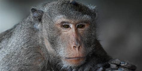 Monkeys In Indonesia Use Stones As Sex Toys Study Suggests Business
