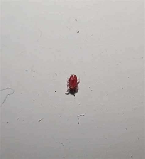 Please Help Identify These Tiny Pinhead Sized Bugs Coming From Windows