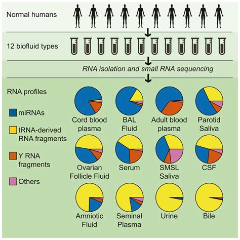 Rna Seq Reveals Large Differences In Small Rna Composition Between Human Biofluids Exosome Rna