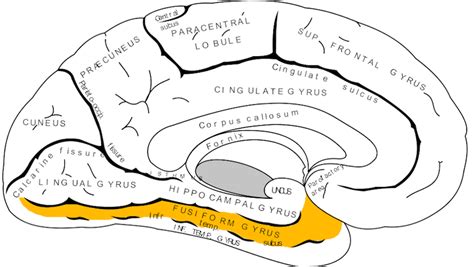 Fusiform Face Area Diagram