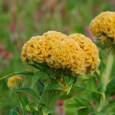 Celosia Cristata