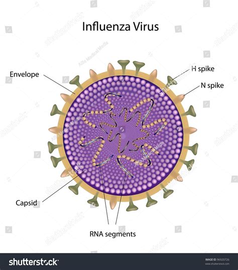 Influenza Virus Structure Bird Flu Swine Stock Illustration 96920726